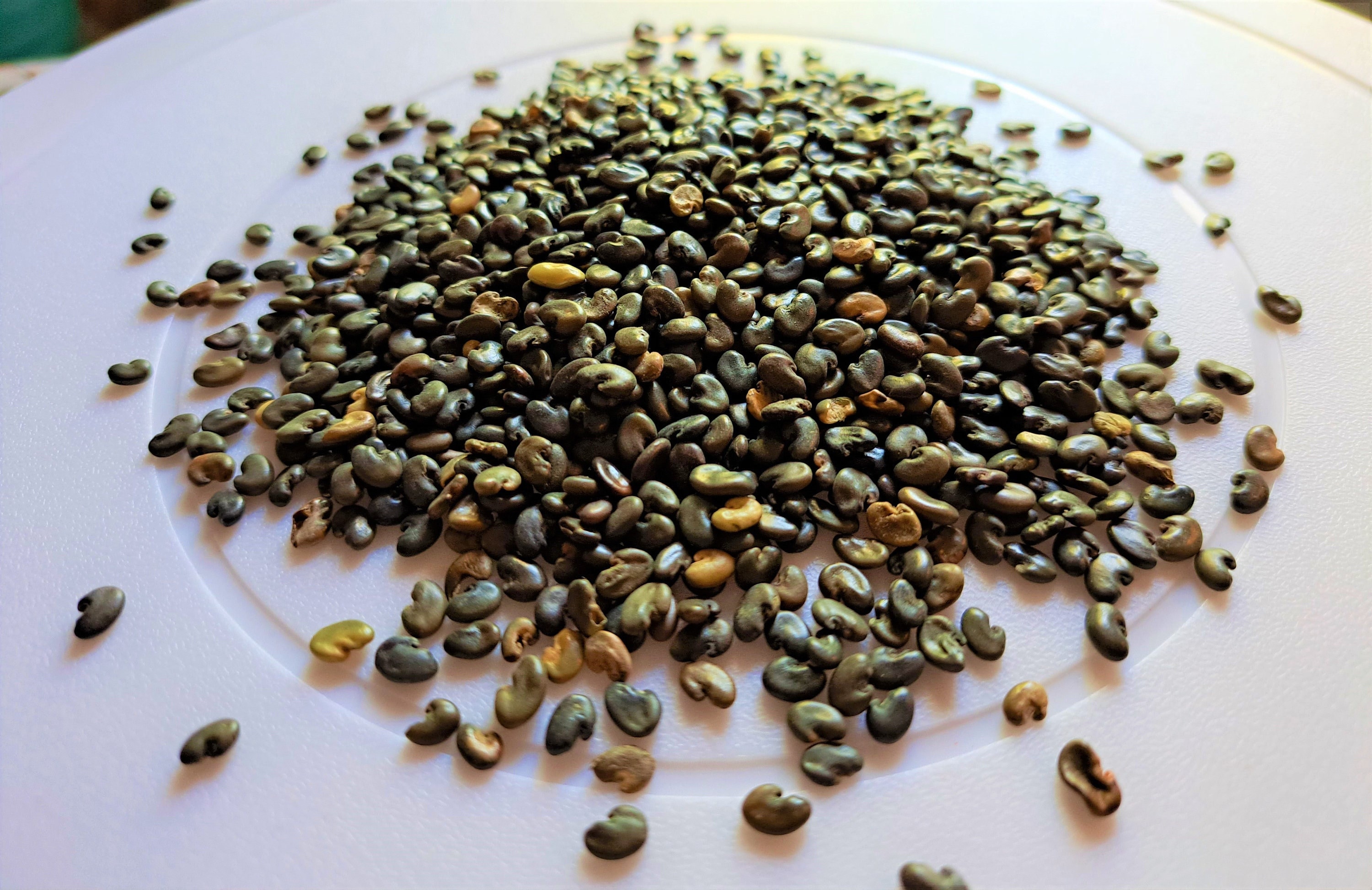 Sunn Hemp (crotalaria Juncea) - Nitrogen-fixing Cover Crop Seeds - 1 ...