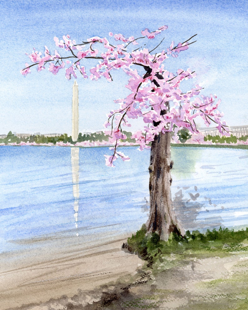 Stumpy Tree in Tidal Basin, Washington DC Art Print | Cherry Blossoms ...