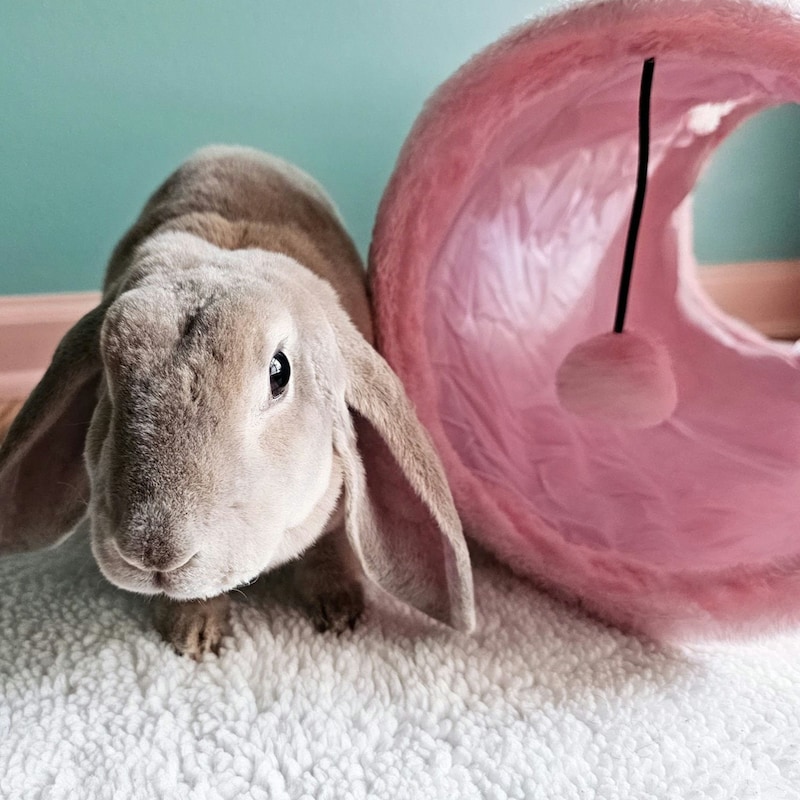 Rabbit Tunnel - Etsy
