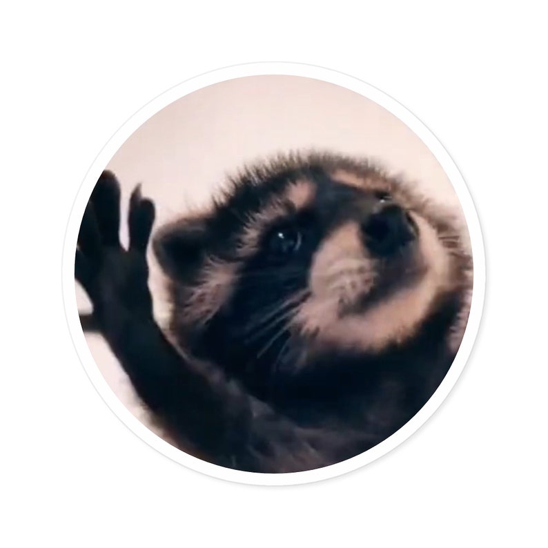 Pedro Pedro Raccoon Dancing Tiktok Meme Funny Cute Laptop, Car Bumper ...