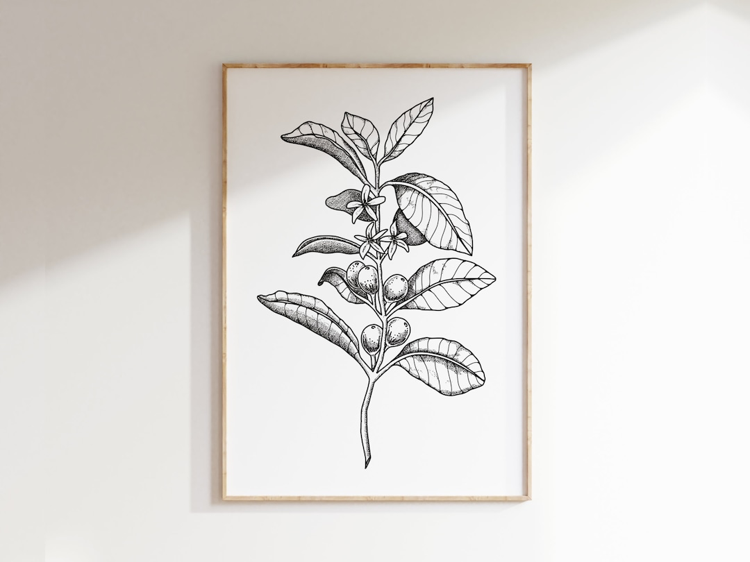 Coffee Plant | Illustration of Coffee Plant Artwork for Gallery Wall ...