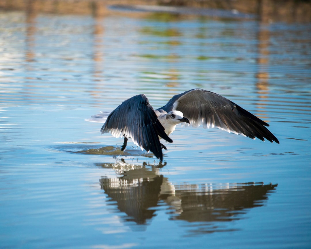 Seagull Departing the Water - Stunning Wall Art for Everyone! Bring ...