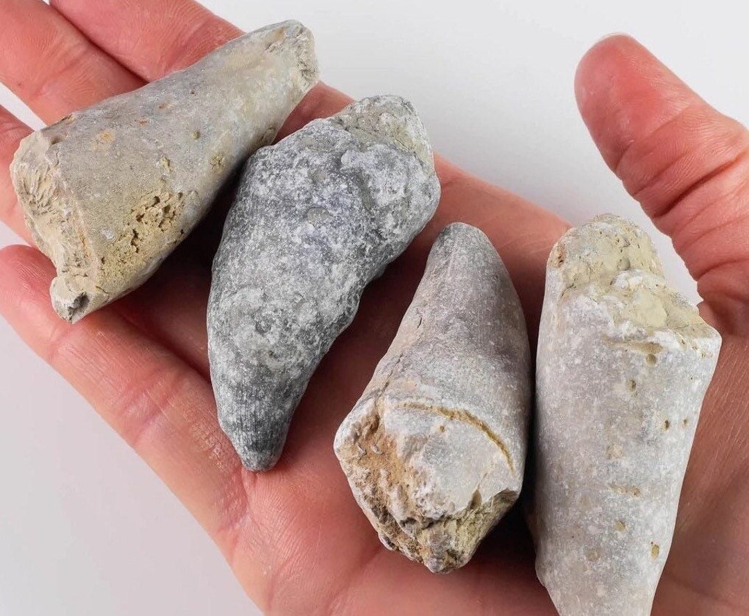 Horn Coral Fossils | for Collections or Display | Rugosa | Natural Raw ...