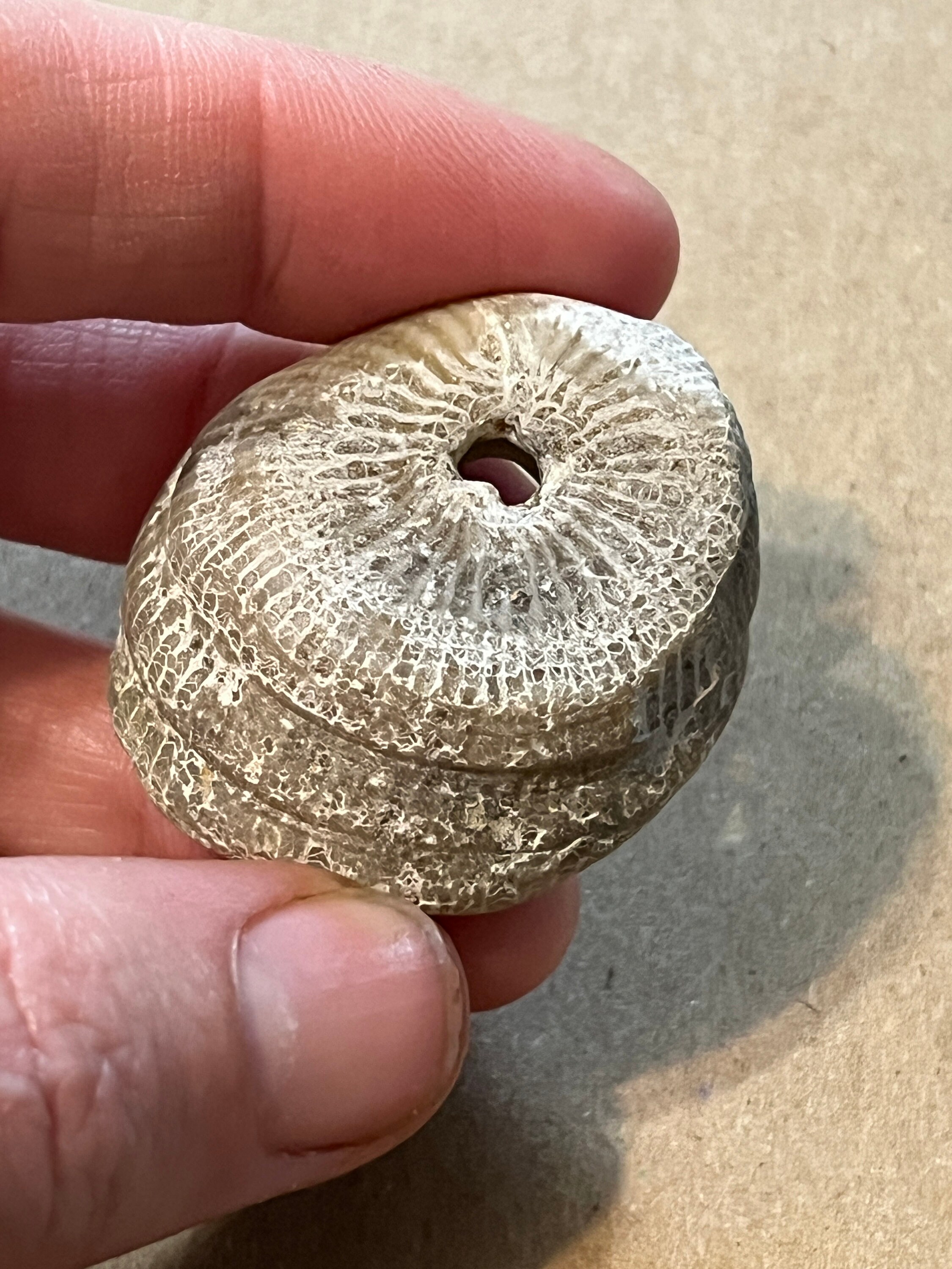 Amazing Agatized Rugose Horn Coral Fossil | Rugosa | Natural Raw Horn ...