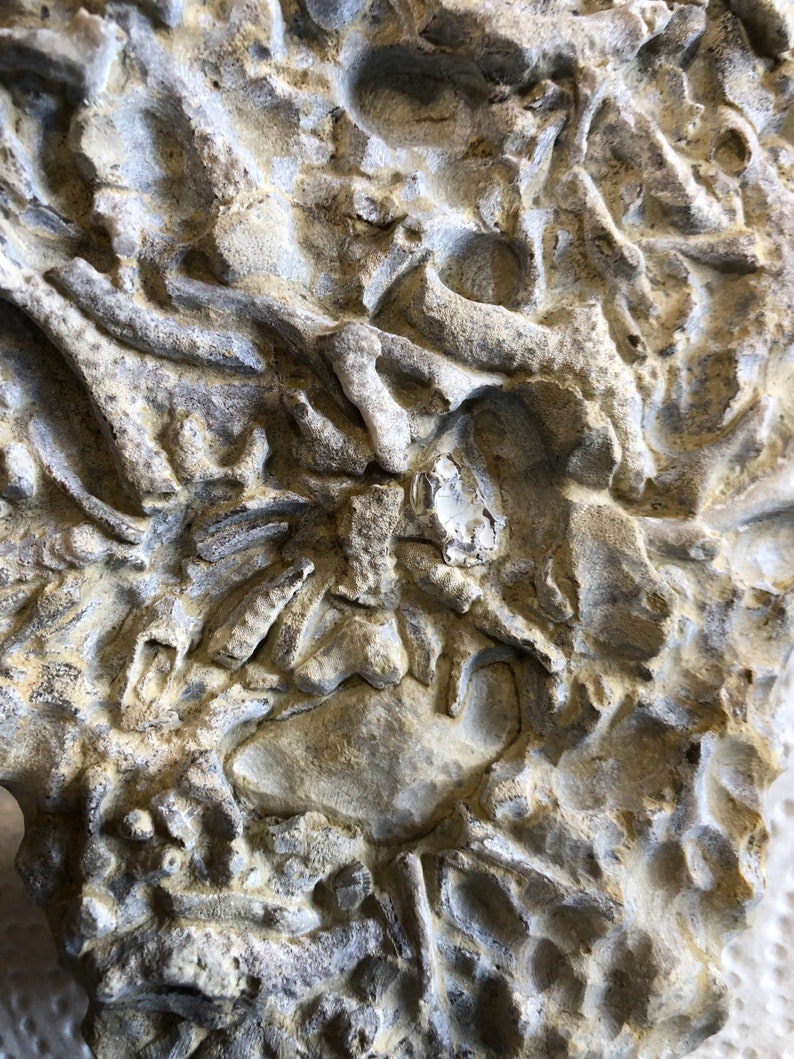Fossilized Bryozoan Colony From Southwest Ohio | Fossils in Matrix ...