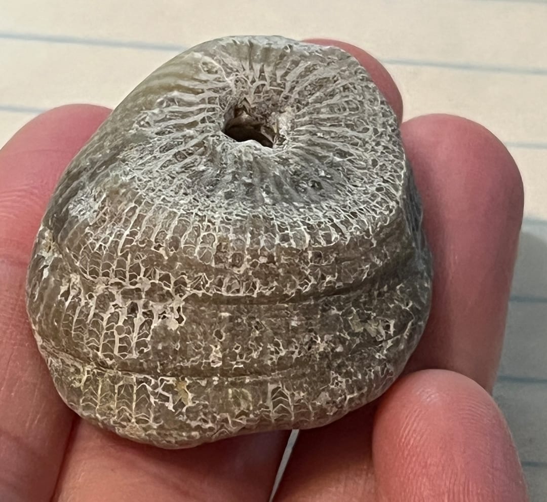 Amazing Agatized Rugose Horn Coral Fossil | Rugosa | Natural Raw Horn ...