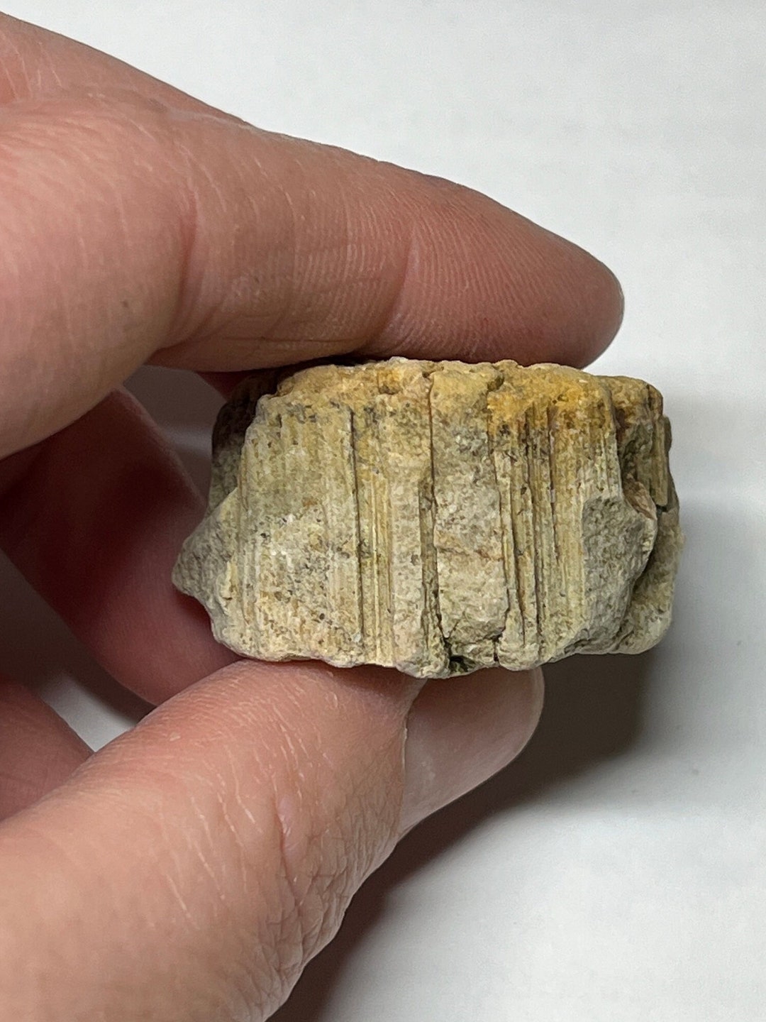 Natural Stylolite Coral Fossil Aquarium Fish Tank Home Decor Terrariums ...