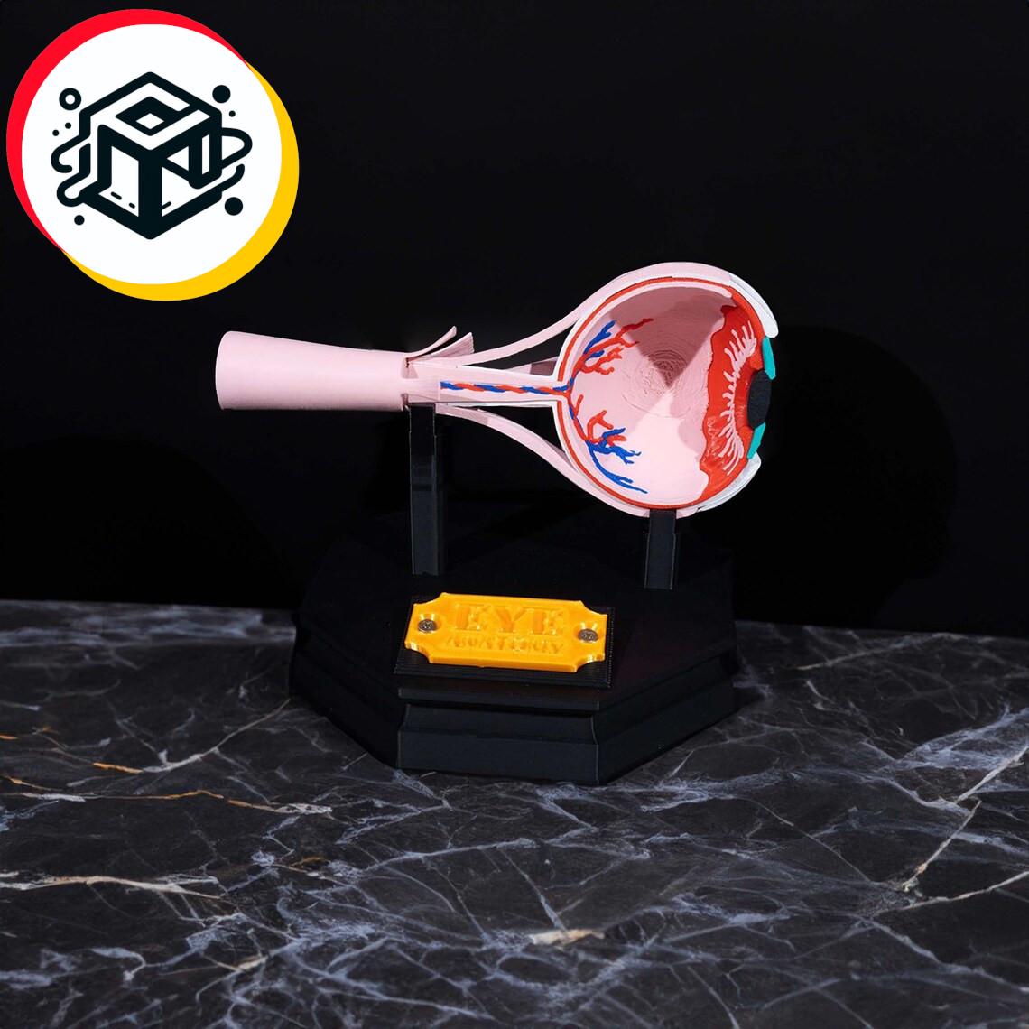 Human Eye 3D Printed Model for Classroom - Etsy