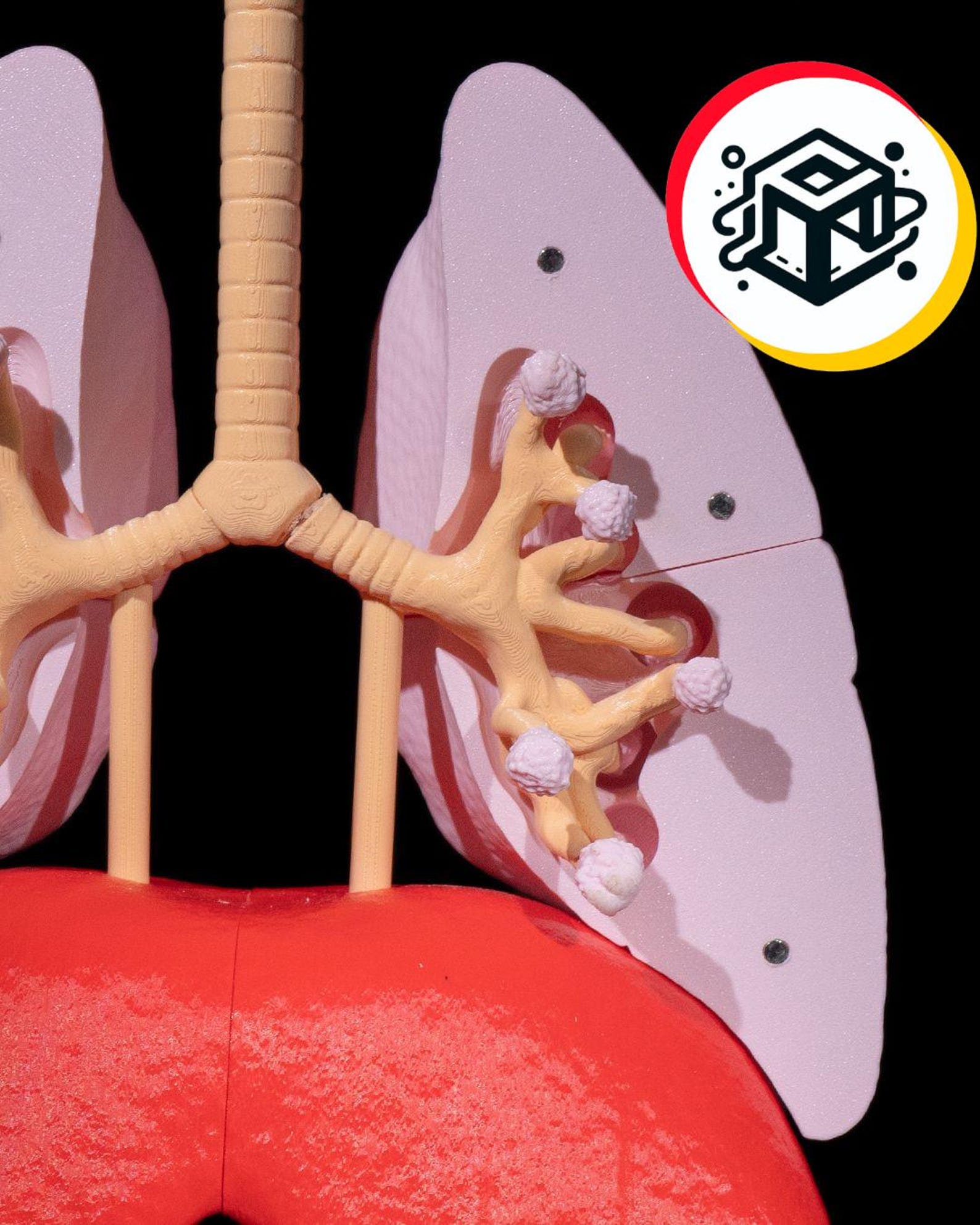 Lung and Respiratory System Model Fully 3D Printed - Etsy