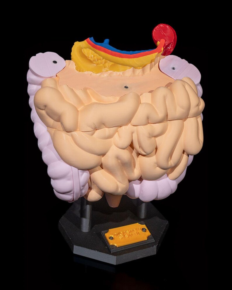 3D Printed Digestive System Model for Classrooms - Etsy