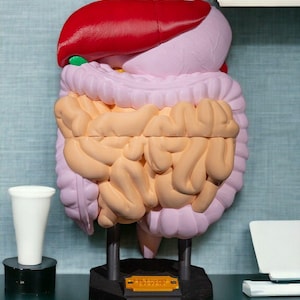 3D Printed Digestive System Model for Classrooms - Etsy