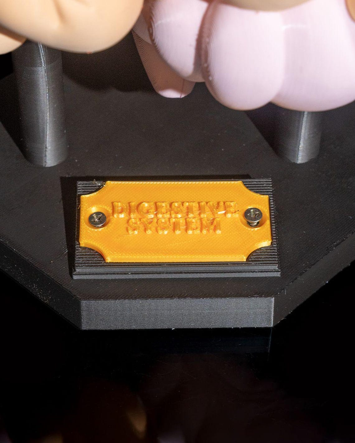 3D Printed Digestive System Model for Classrooms - Etsy