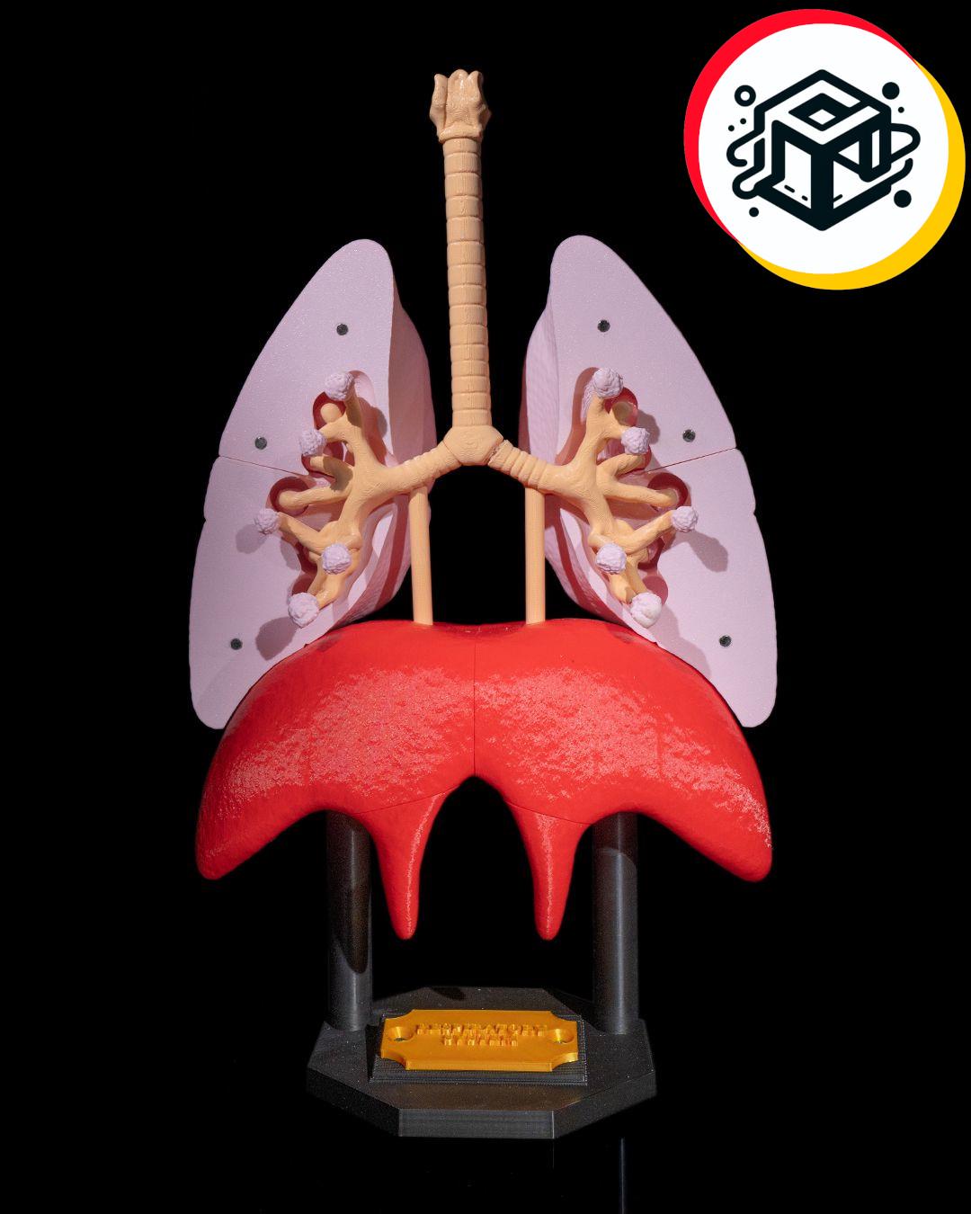 Lung and Respiratory System Model Fully 3D Printed - Etsy