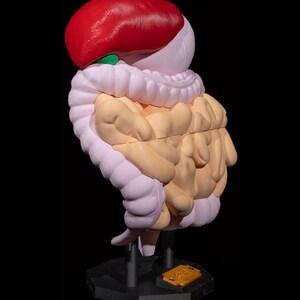 3D Printed Digestive System Model for Classrooms - Etsy