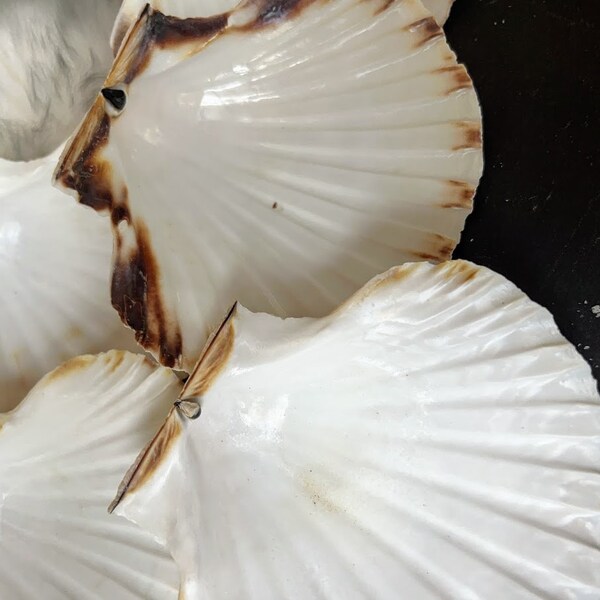 Scallop Shell - Etsy
