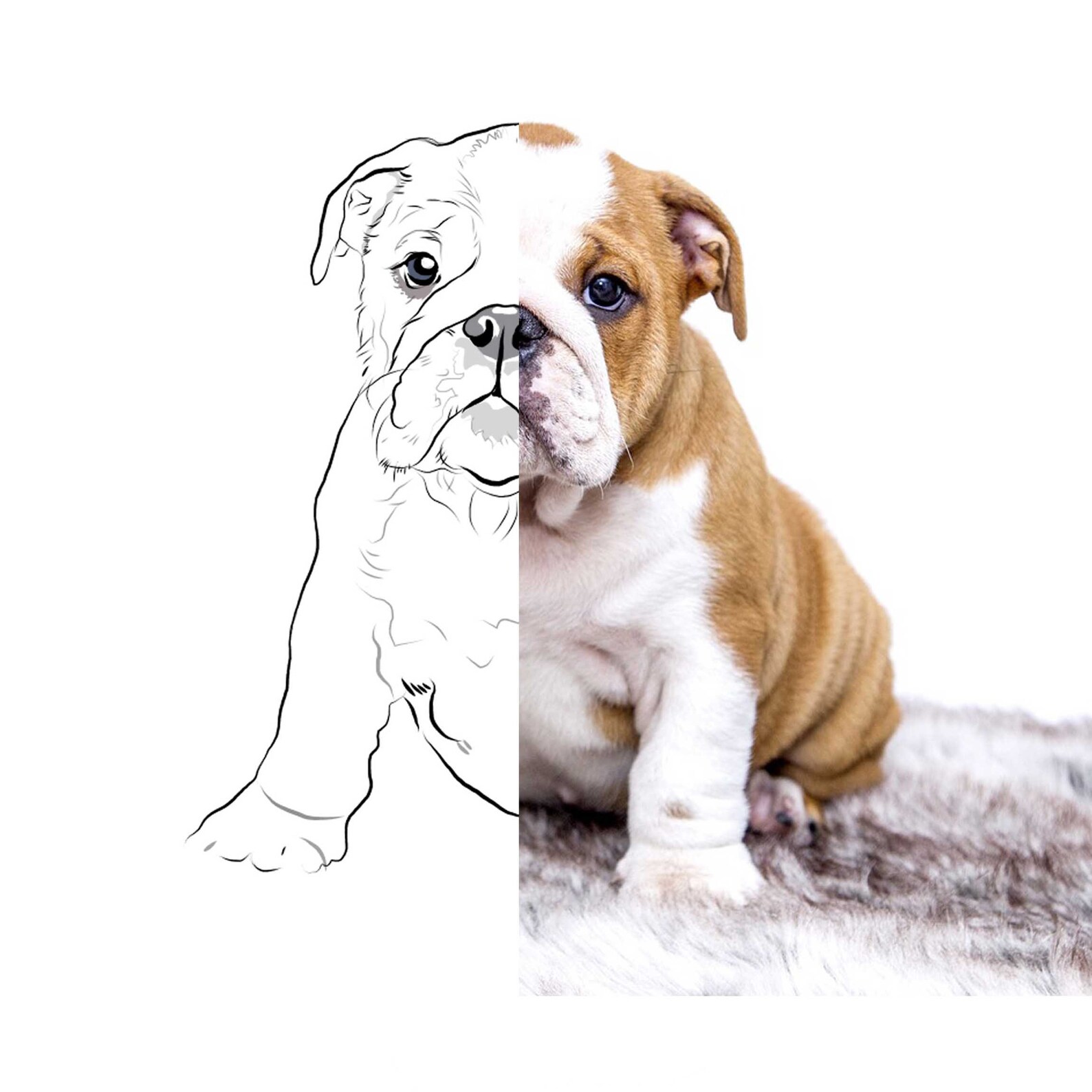 Custom Pet Portrait-custom Line Art-pet Portrait Drawing-sketches From ...