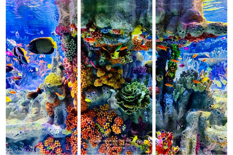 Tropical Waters Lock Screen Set | Aquarium Lock Screens | Sealife Lock ...