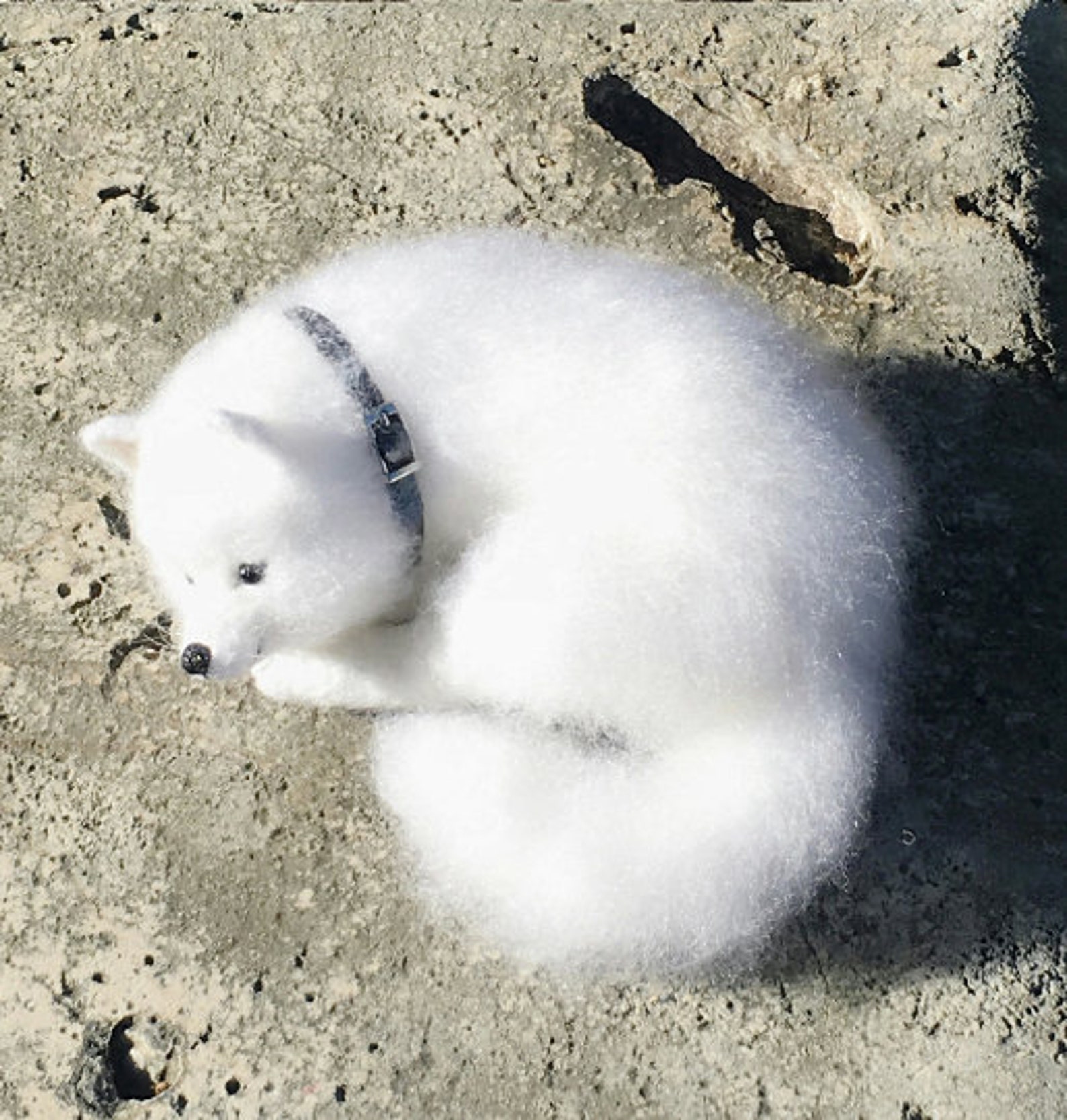 Samoyed Gift Cute White Dog Samoyed Gift for Her Plush Gift Home Decor ...