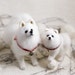 A Couple of Samoyeds Boyfriend Gift Gift for Her White Cute Samoyeds ...