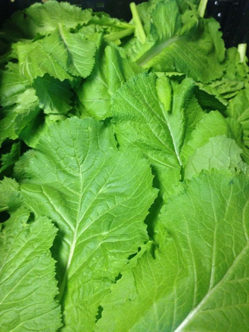 100 Florida Broadleaf Mustard Green Seeds Nongmo Heirloom - Etsy