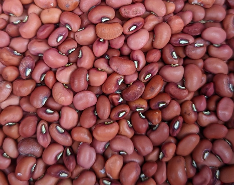 50 Red Ripper Southern Field Peas Cowpeas Seeds Organically Grown ...