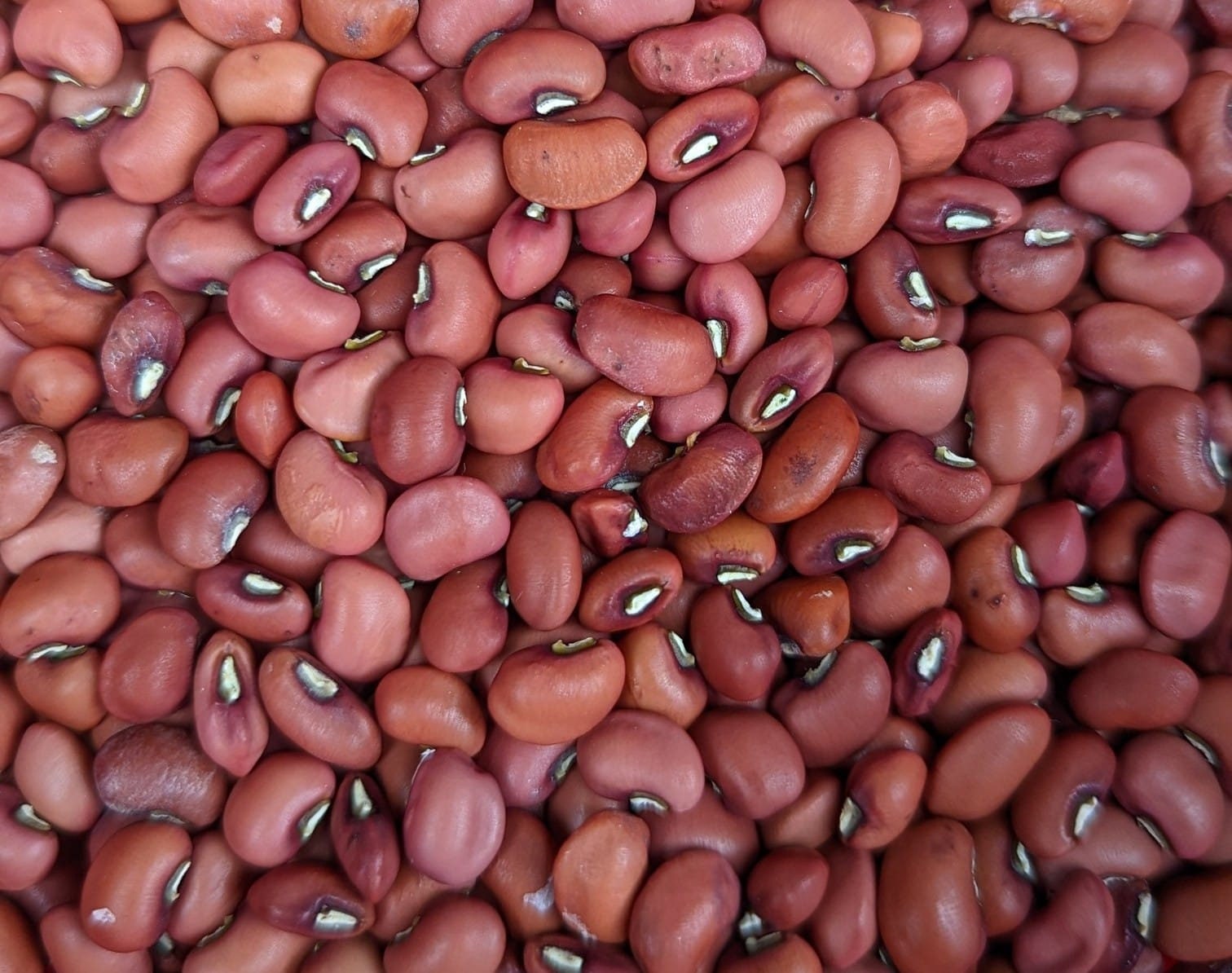 50 Red Ripper Southern Field Peas Cowpeas Seeds Organically Grown ...