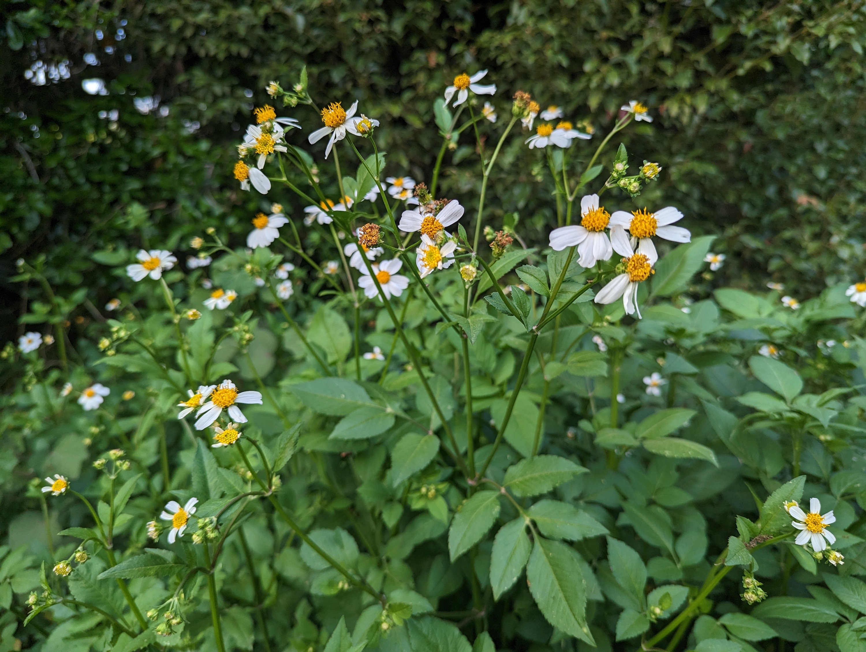 50 Bidens Alba Seeds Florida Wildflower Bee Butterfly Forage Pollinator ...