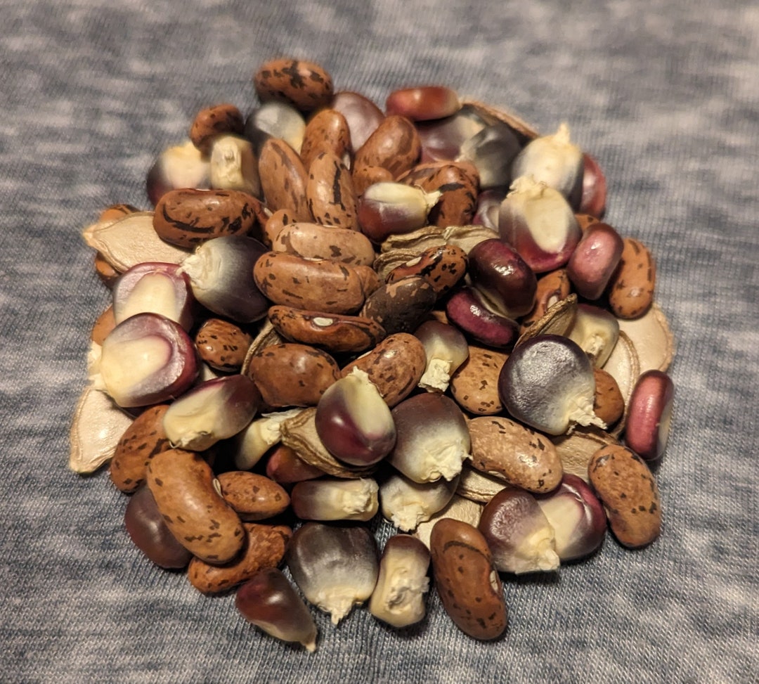 3 Sisters Garden Seed Mix 40 Rare Red Zapatista Corn 40 Rattlesnake ...