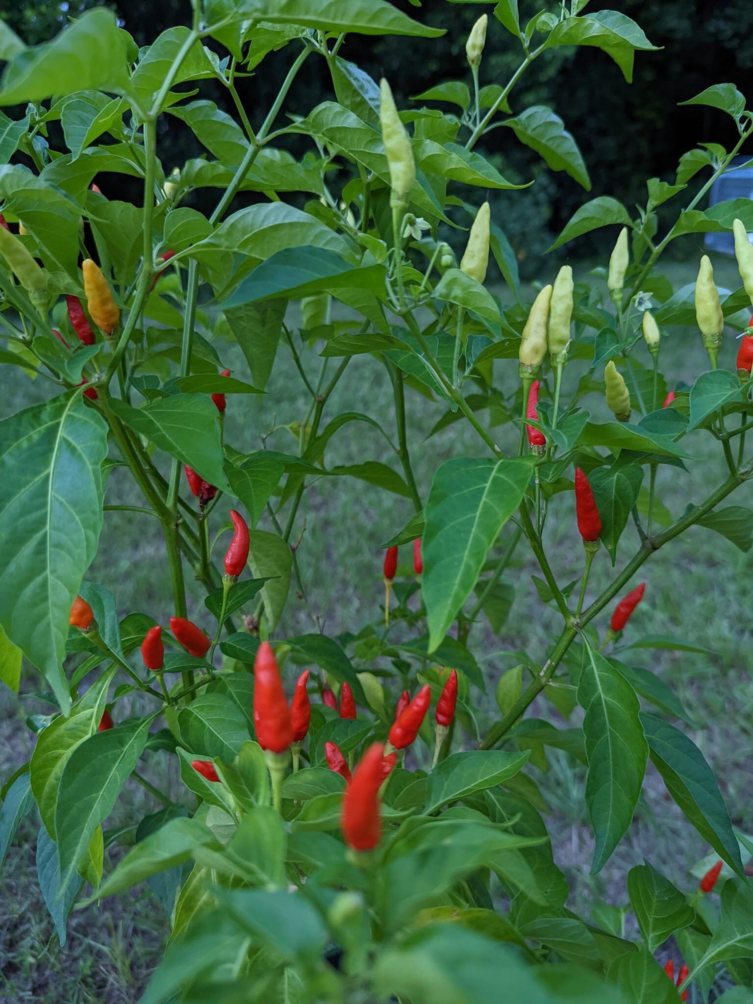 20 Florida Grove Pepper Seeds, Florida Grown, Organic Seeds, Hot Chili ...