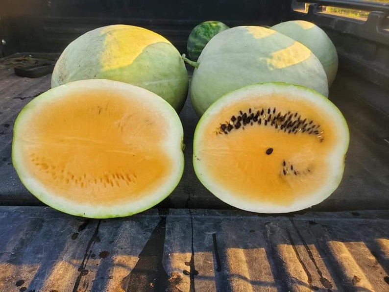 30 Desert King Watermelon Seeds Yellow Fleshed Great Storage Melon Non ...