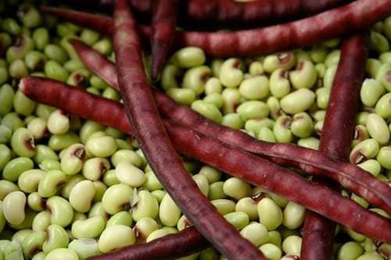 50 Red Ripper Southern Field Peas Cowpeas Seeds Organically - Etsy