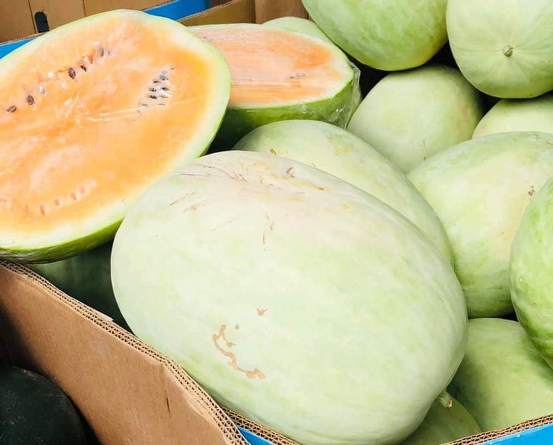 30 Desert King Watermelon Seeds Yellow Fleshed Great Storage Melon Non ...