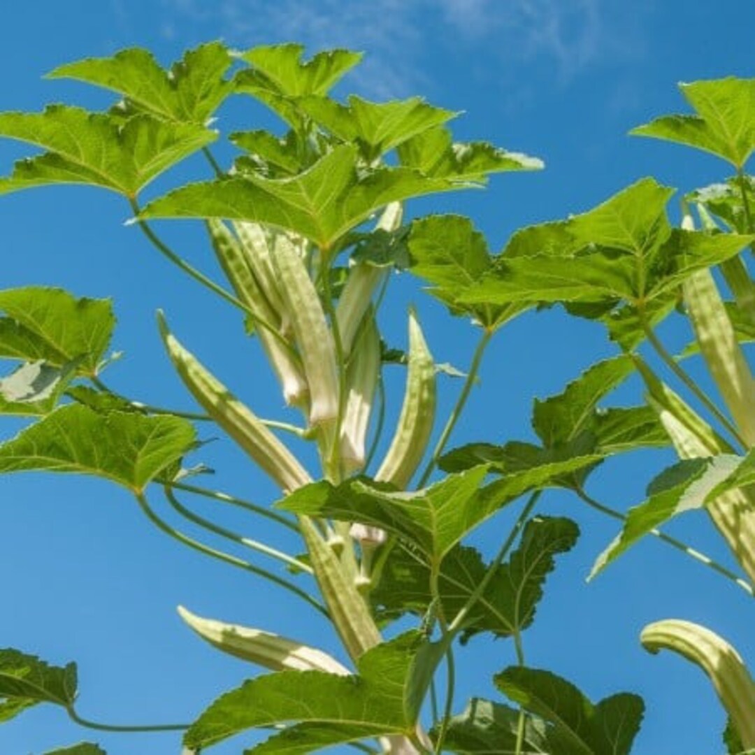 100 Cowhorn Okra Seeds Stays Tender Up To 10 Inches Long Loves Etsy