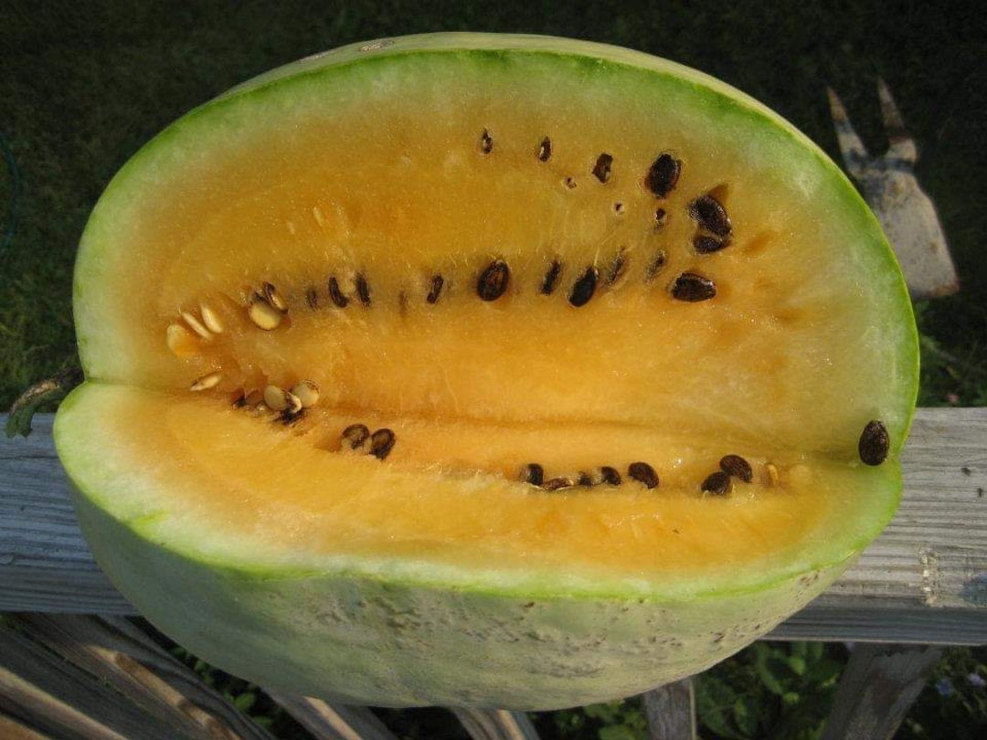 30 Desert King Watermelon Seeds Yellow Fleshed Great Storage Melon Non ...