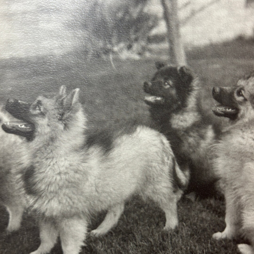 Keeshond Puppies - Vintage Photo - Large Breed Dog Dogs Original ...