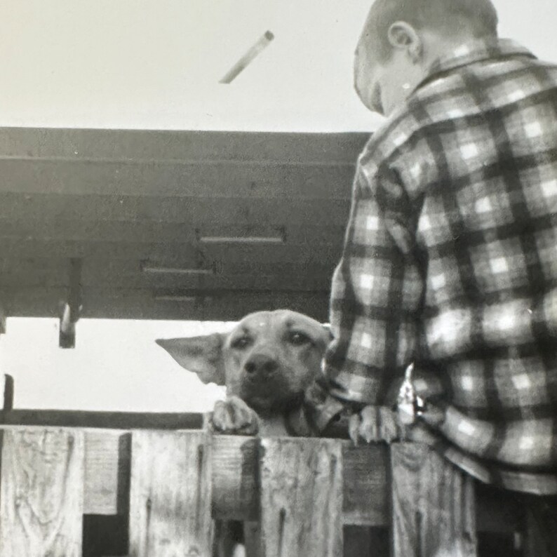 1950s Dog Peeking Over the Fence Vintage Photo Original Snapshot Found ...