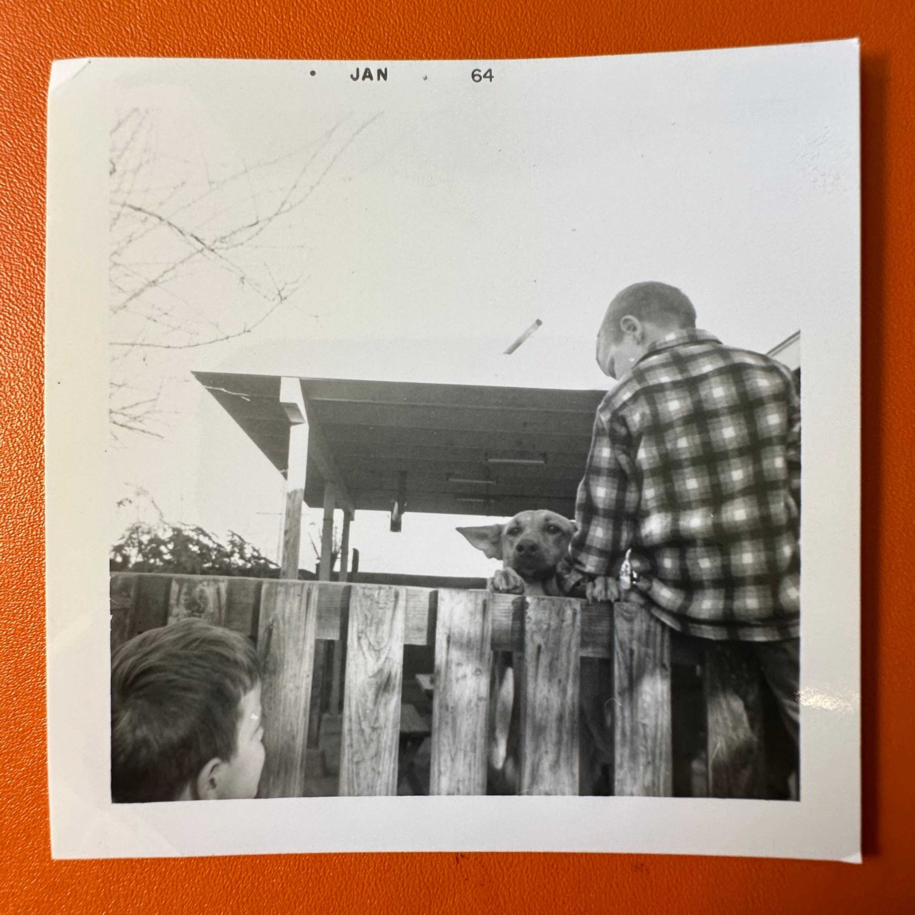 1950s Dog Peeking Over the Fence Vintage Photo Original Snapshot Found ...