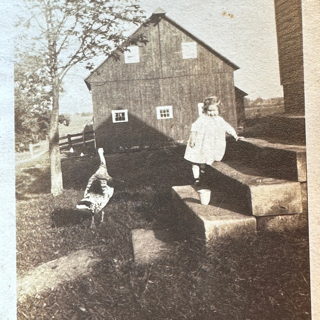 Little Girl Goose Farm VINTAGE PHOTO - Original Snapshot - Child With ...