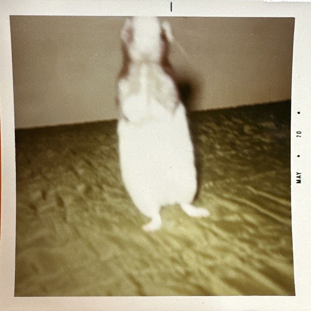 VINTAGE PHOTO 1970s Adorable Dancing Pet Rat - Etsy