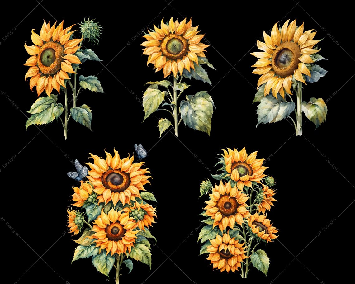 Watercolor Sunflower Clipart, Sunflower Sublimation Pngs, Yellow ...