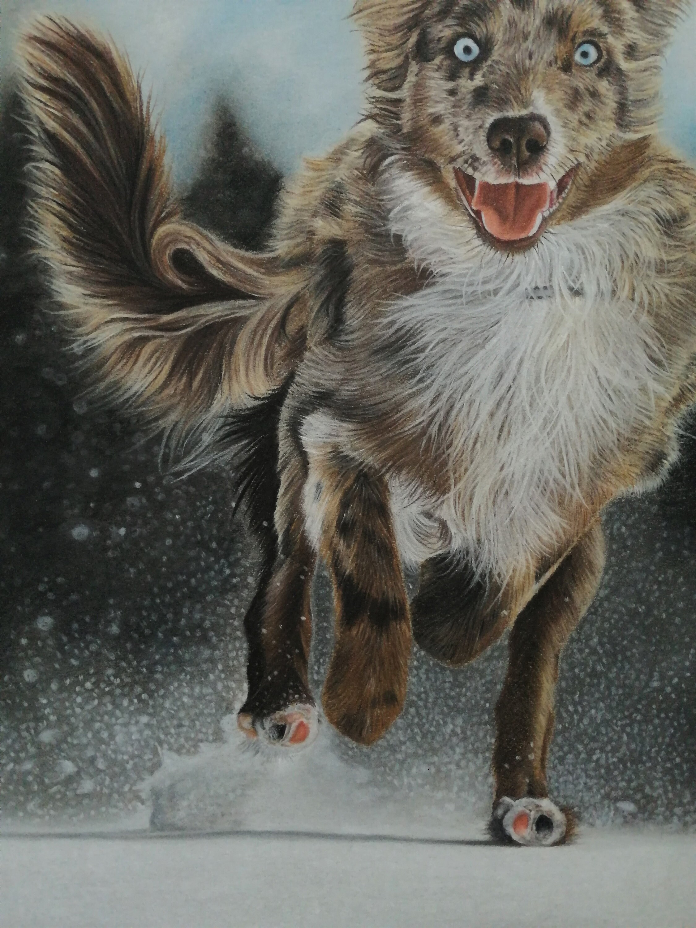 Australian Shepherd Drawing Original Hand Drawing Pet Portrait Animal ...