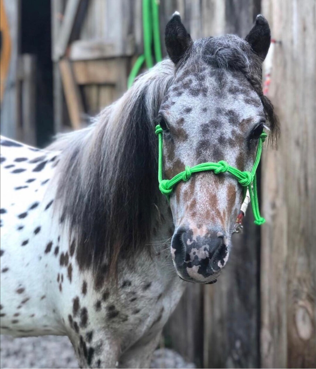 Miniature Horse-pony 4 Knot Rope Training Halter - (XXS Weanling to XL ...