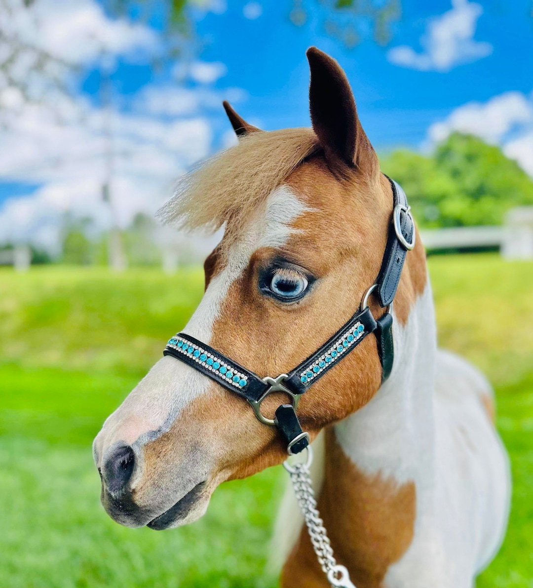 Rhinestone Leather Show Halter & Lead Set - Etsy