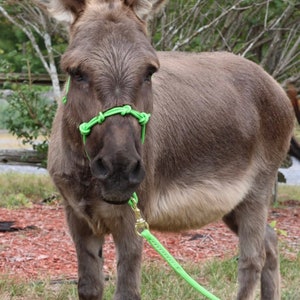 Miniature Horse-pony 4 Knot Rope Training Halter - (XXS Weanling to XL ...