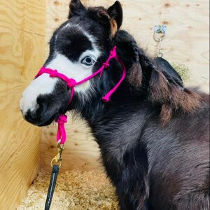 Miniature Horse-pony 4 Knot Rope Training Halter - (XXS Weanling to XL ...