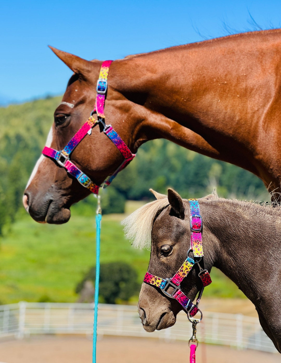 Printed Miniature Horse Halter: Colorful Webbing, Adjustable Stable ...