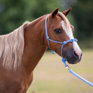 Miniature Horse-pony 4 Knot Rope Training Halter - (XXS Weanling to XL Pony) - Etsy