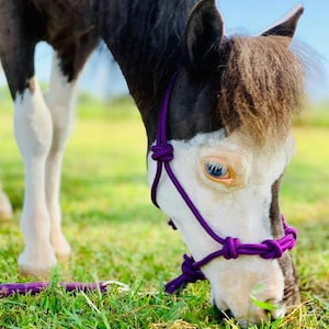 Miniature Horse-pony 4 Knot Rope Training Halter - (XXS Weanling to XL ...