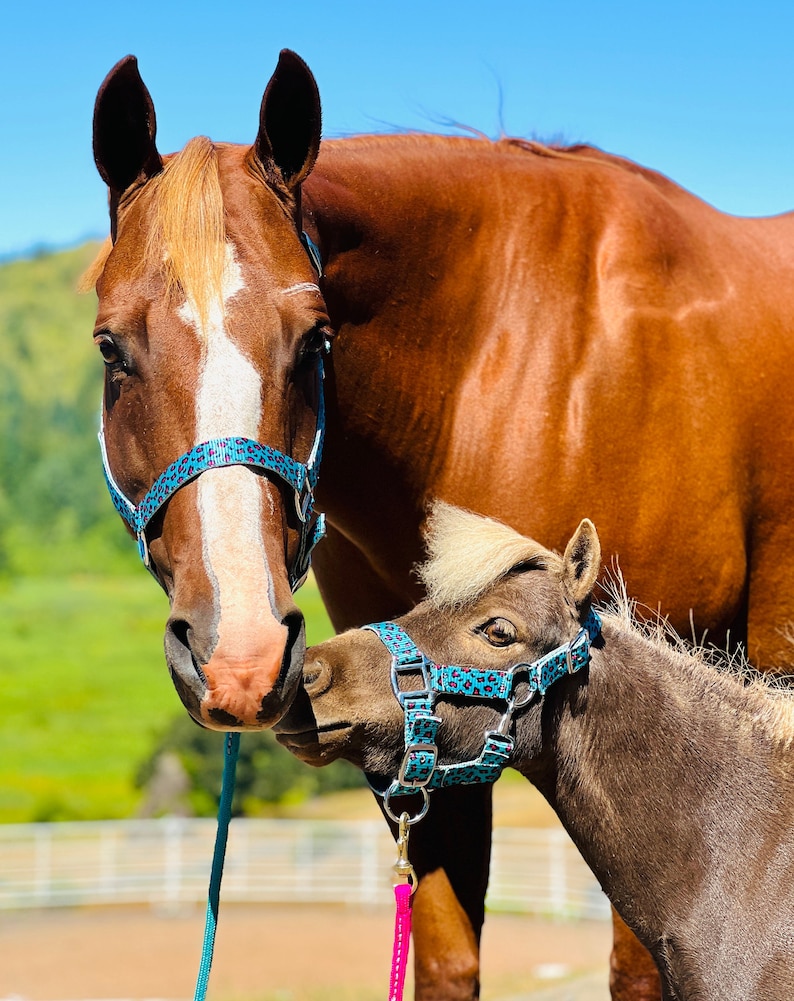 Printed Miniature Horse Halter: Colorful Webbing, Adjustable Stable ...