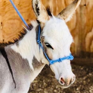 Miniature Horse-pony 4 Knot Rope Training Halter - (XXS Weanling to XL ...